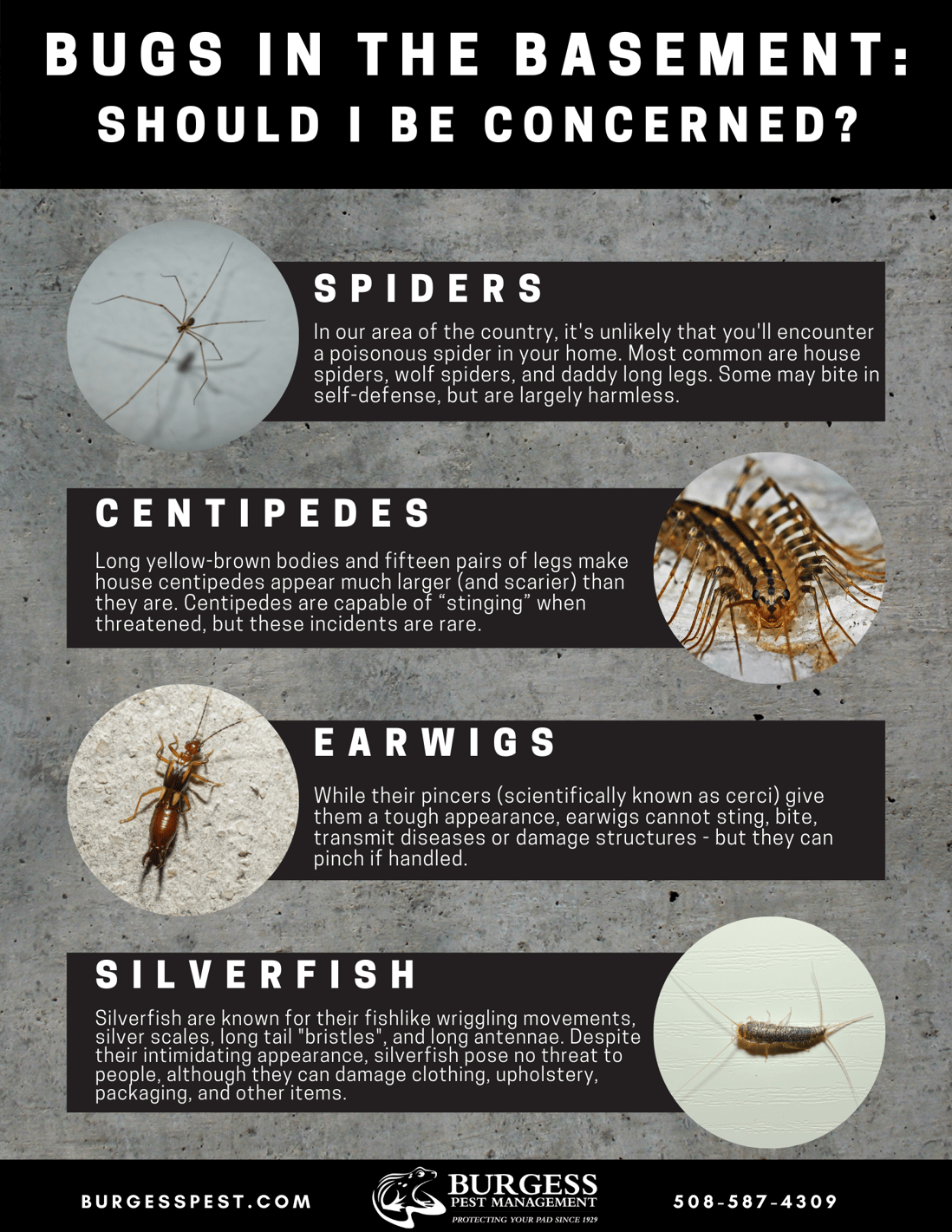 Should I Be Worried About Basement Bugs? [INFOGRAPHIC]