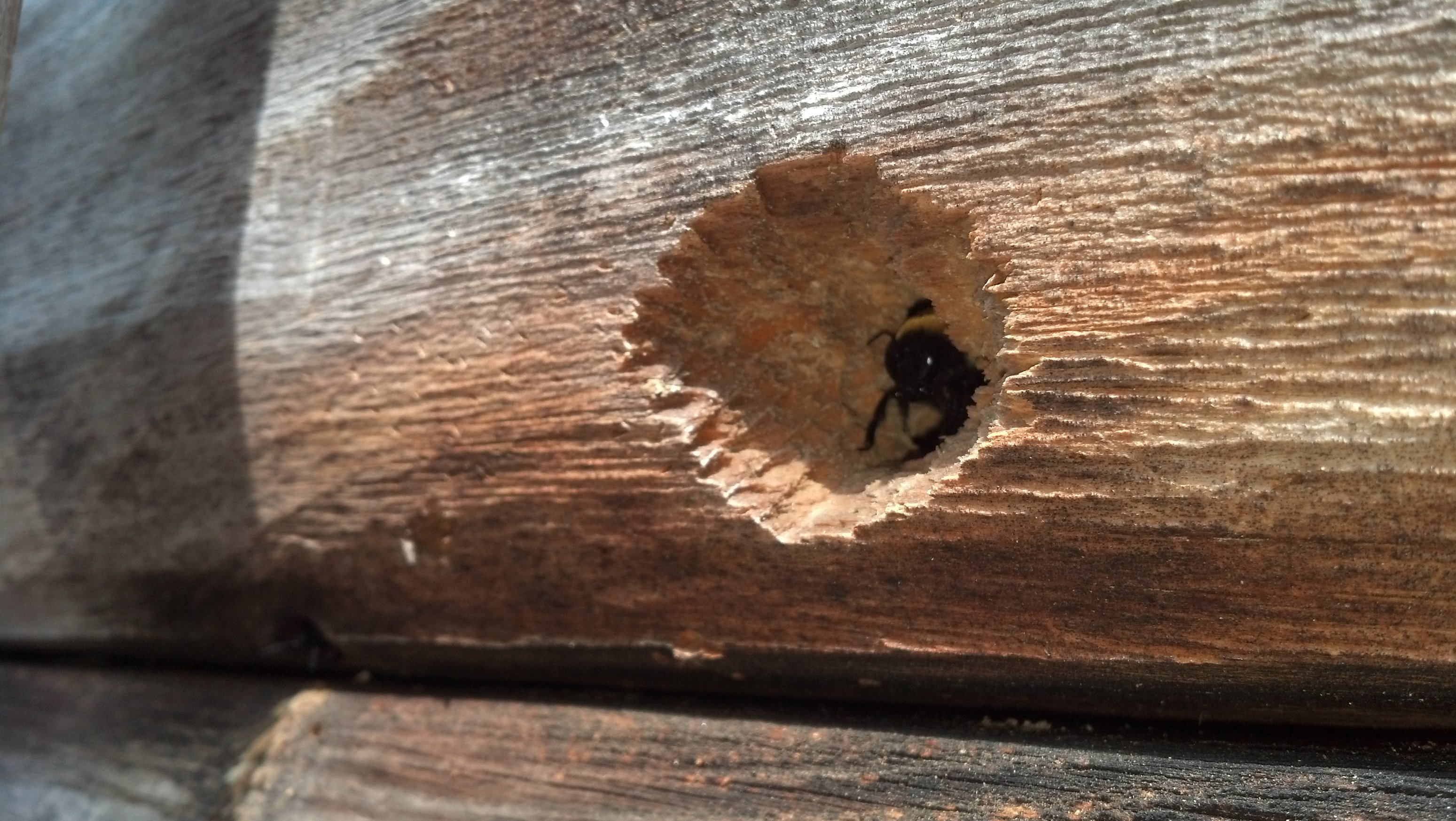 How to get rid of carpenter bees in Massachusetts