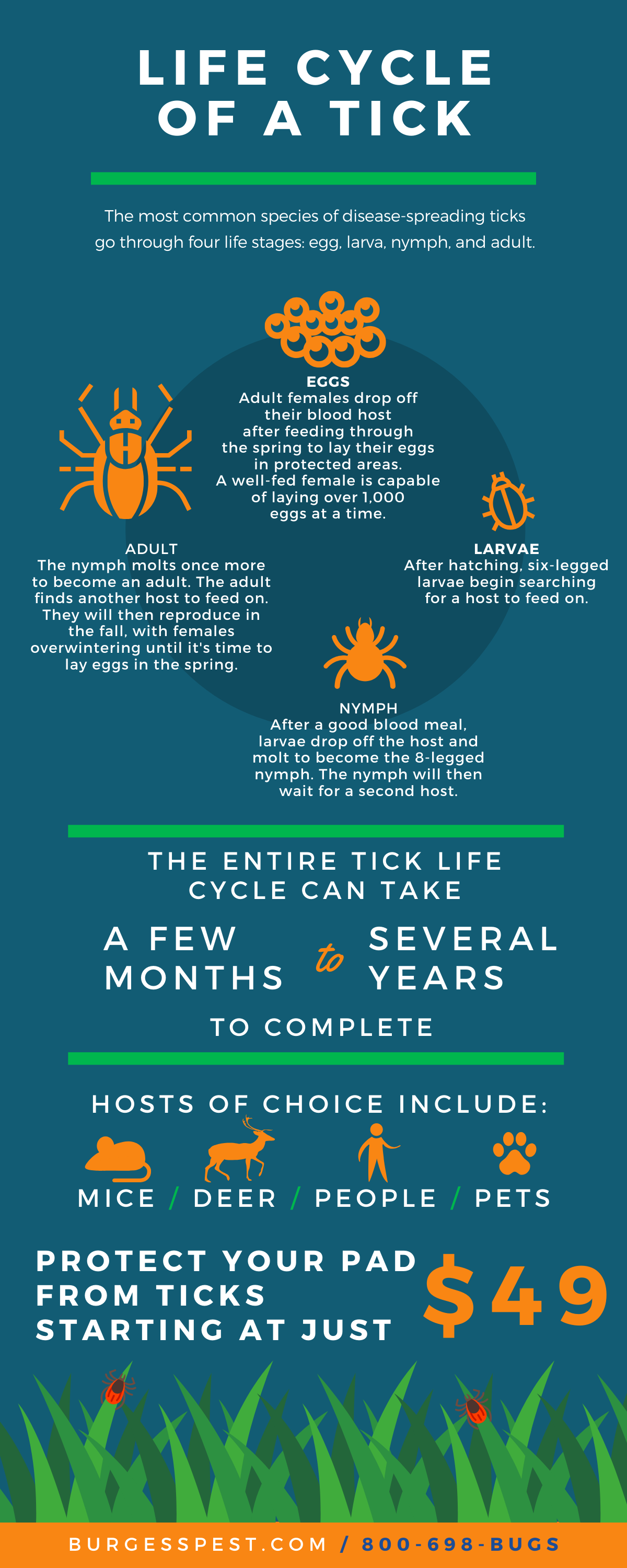 The Clock is Ticking: The Life Cycle of a Tick [INFOGRAPHIC]