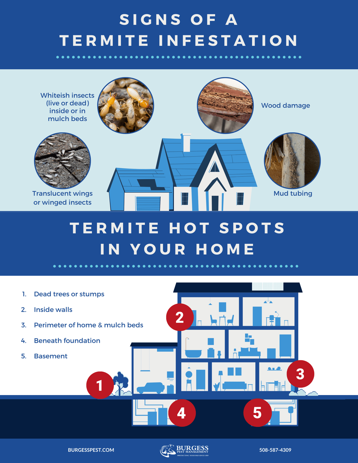 Signs of Termites in Your Massachusetts Home