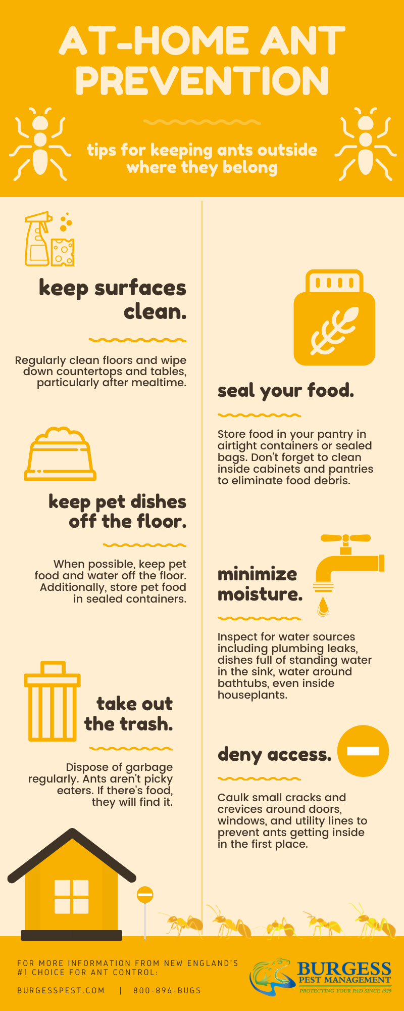 DIY Ant Prevention [INFOGRAPHIC]