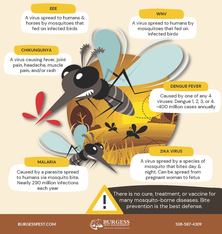What You Should Know About Mosquito-Borne Diseases [INFOGRAPHIC]
