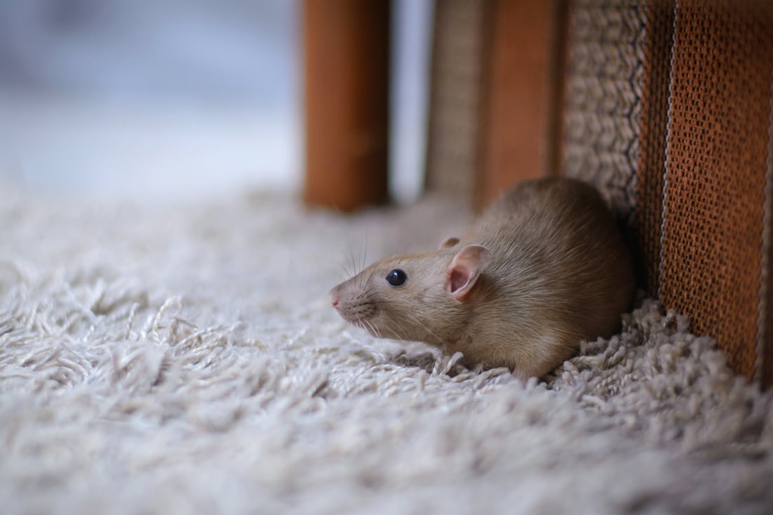 Protect Yourself from Rodent-Borne Diseases in New England