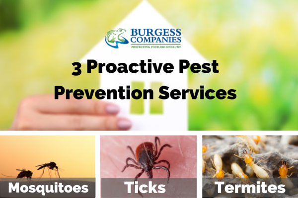 Why preventative pest control in Massachusetts matters