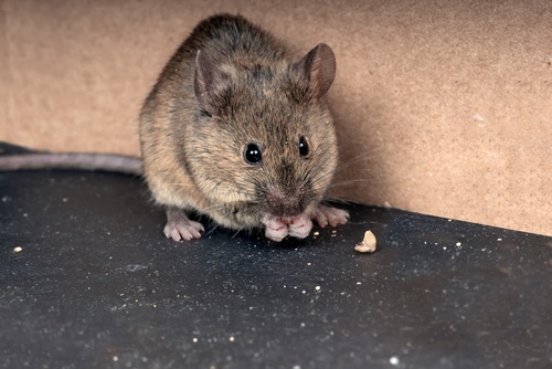 Massachusetts Mouse Exterminator Reveals 3 Things You Need to Know ...