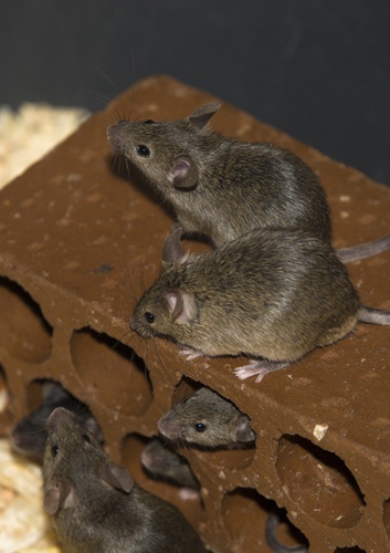 How to keep mice out of your Massachusetts home