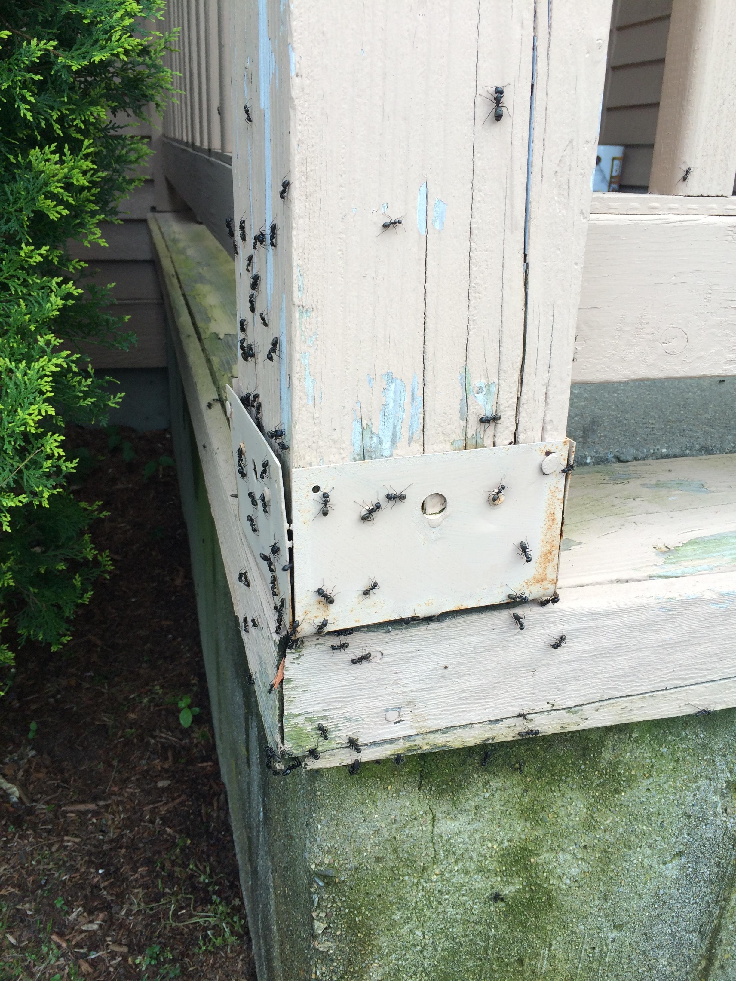 Massachusetts Ant Exterminator - Burgess Pest Management talks Ant Control