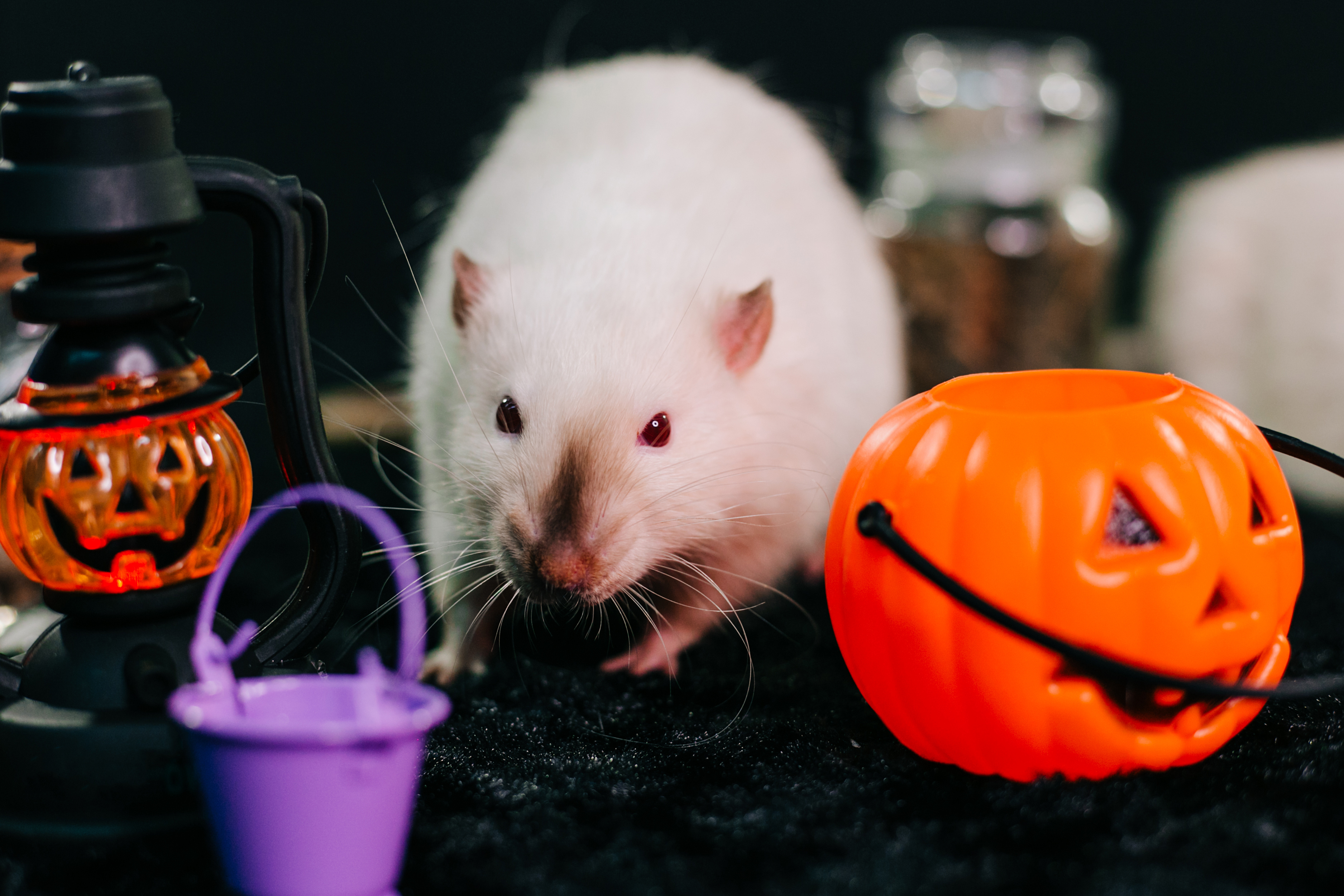 Things That Go Bump in the Night - Scary Pest Facts