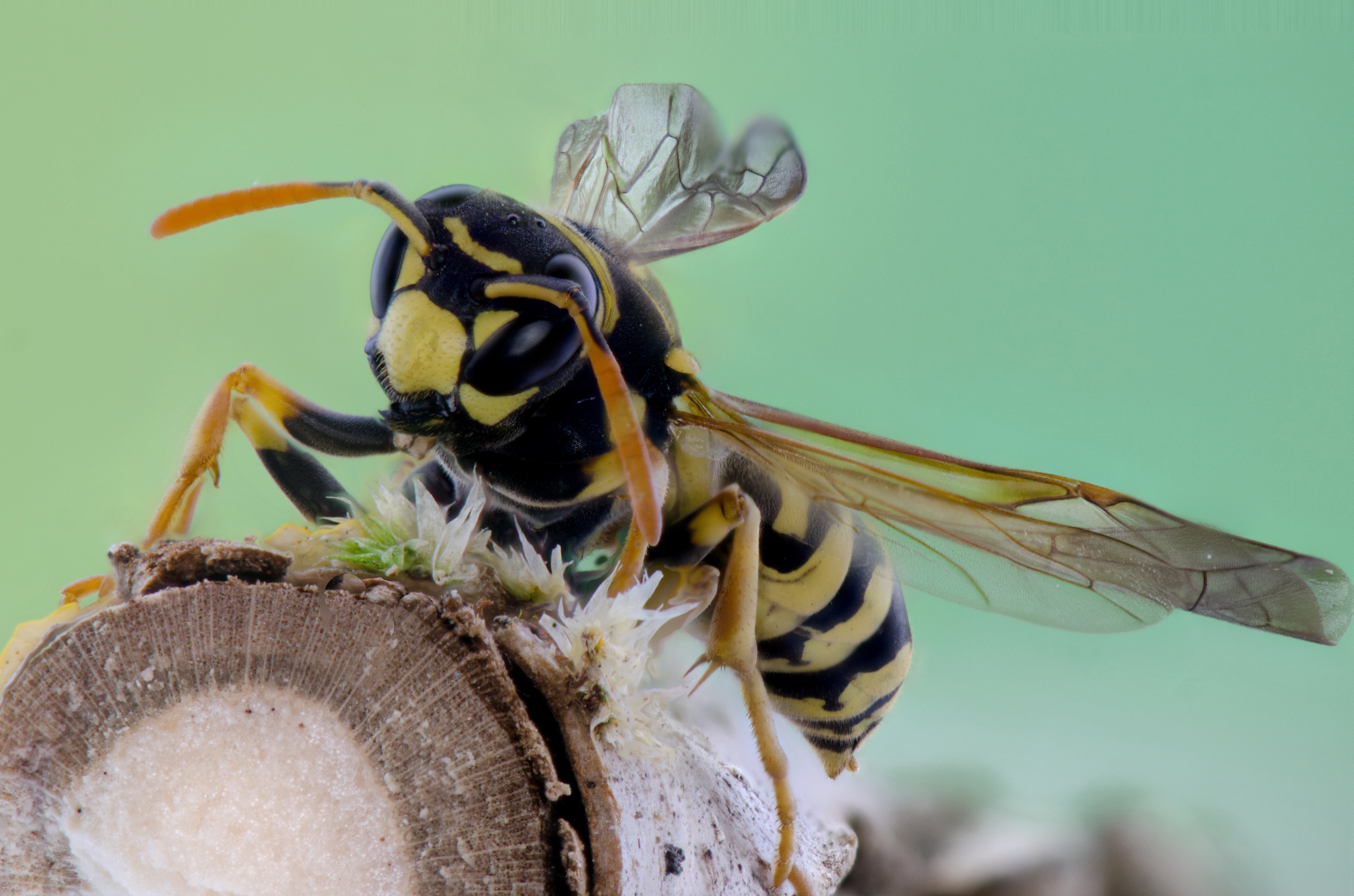 Buzz Off! Bee Prevention Tips [INFOGRAPHIC]